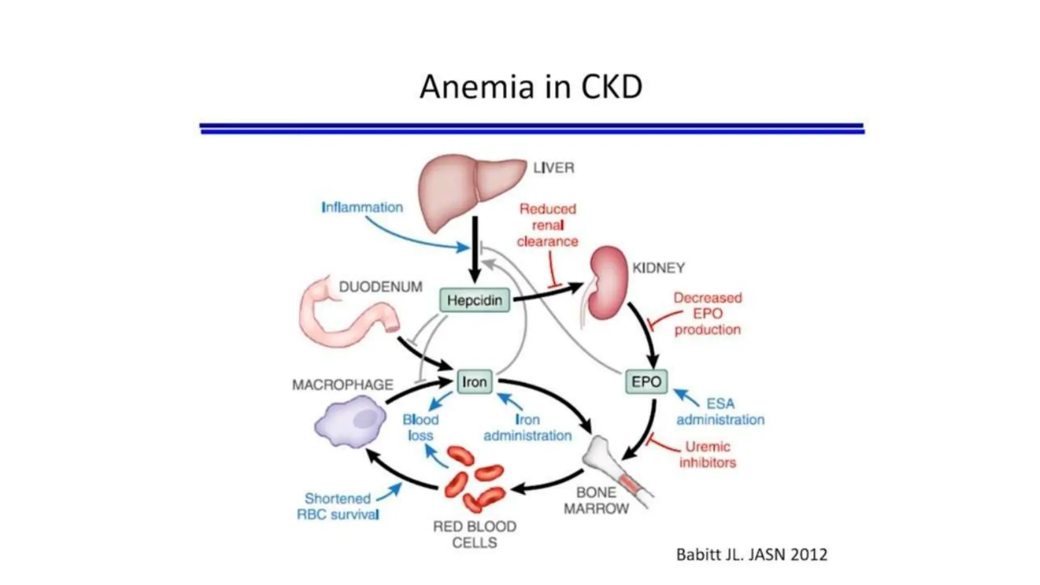 Desidustat the rise of a new dawn - role in treatment of ckd anemia | PPTX