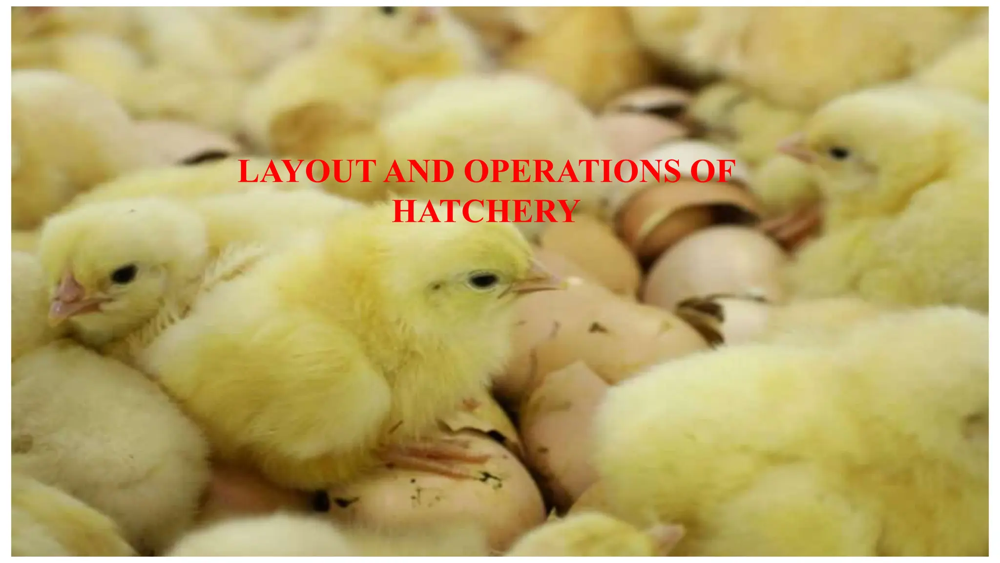 design and operations of Hatchery.pptx