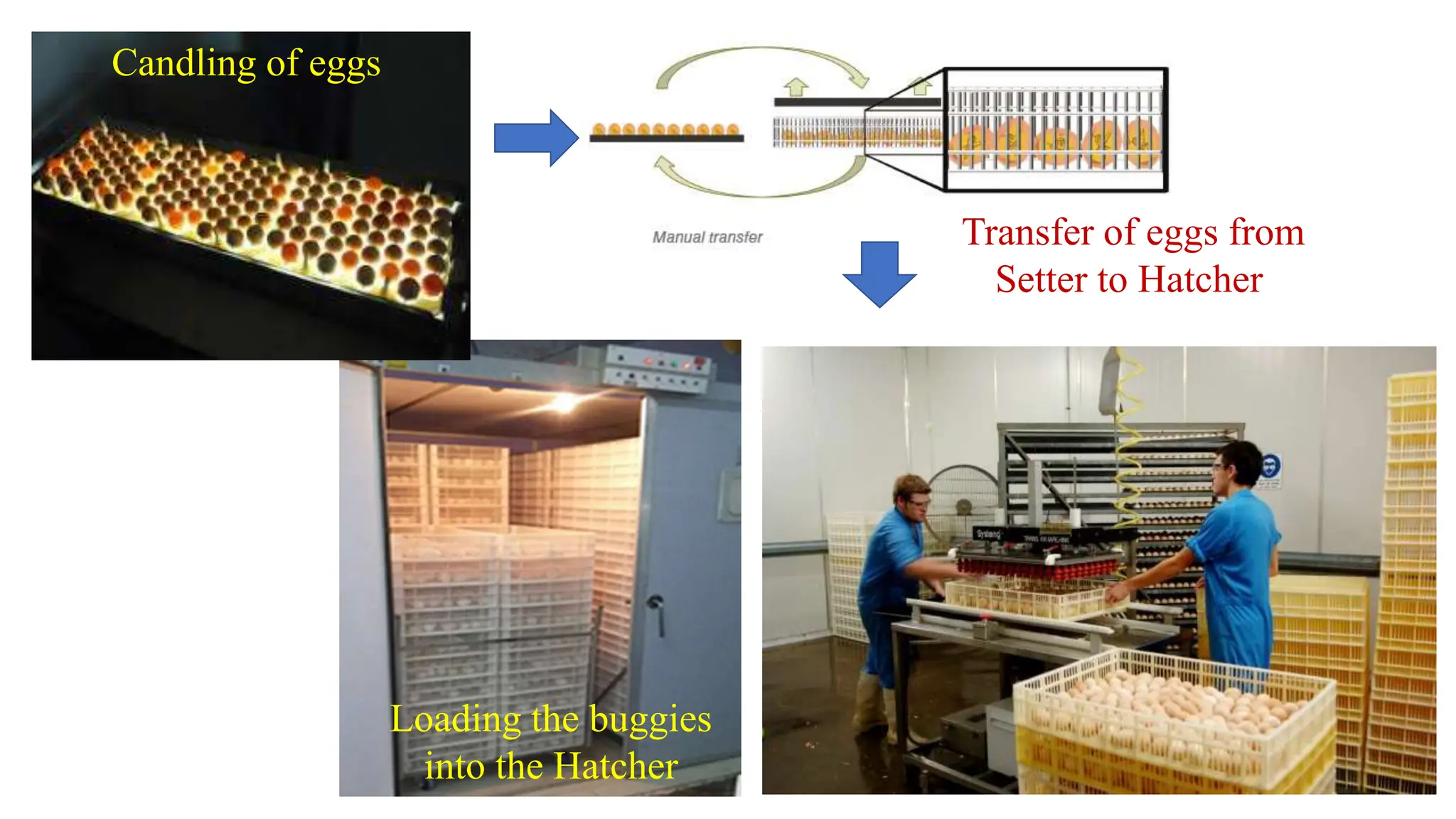 design and operations of Hatchery.pptx