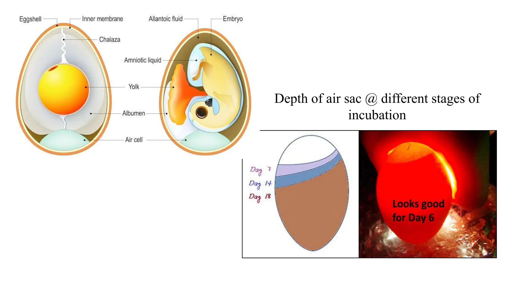 design and operations of Hatchery.pptx