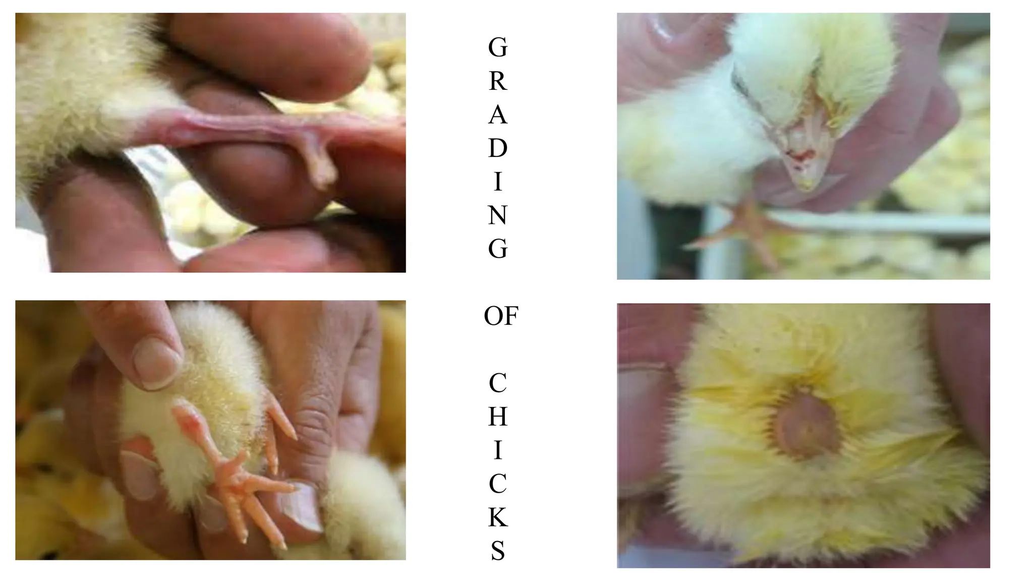 design and operations of Hatchery.pptx