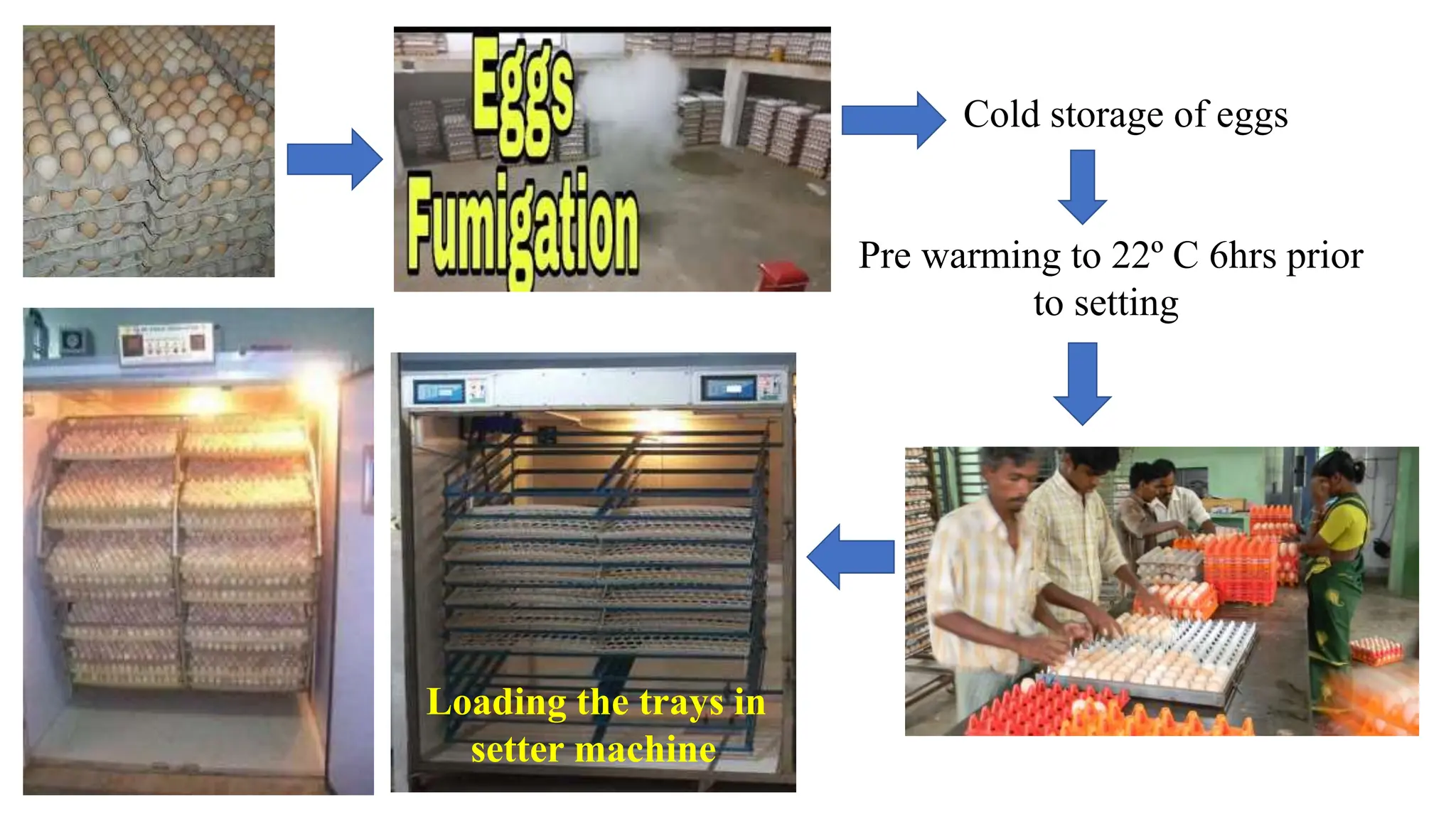 design and operations of Hatchery.pptx