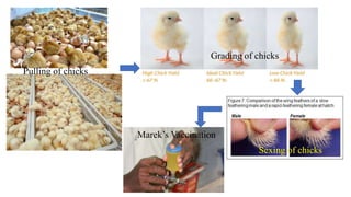 design and operations of Hatchery.pptx