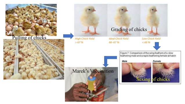 design and operations of Hatchery.pptx