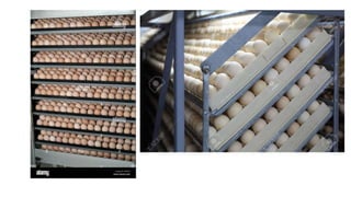 design and operations of Hatchery.pptx