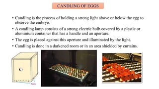 design and operations of Hatchery.pptx