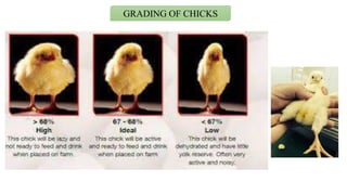 design and operations of Hatchery.pptx