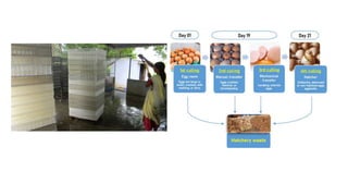 design and operations of Hatchery.pptx