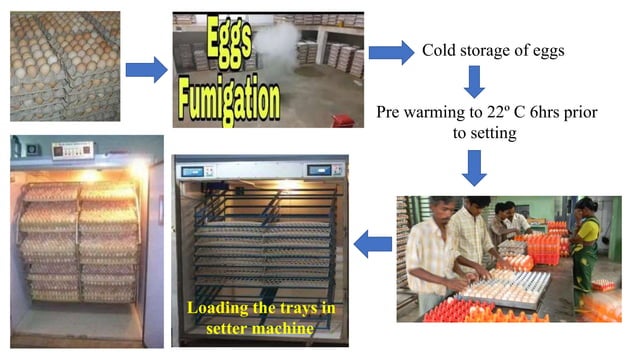 design and operations of Hatchery.pptx