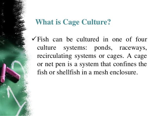 Design & construction of cage culture system