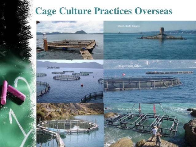 Design & construction of cage culture system