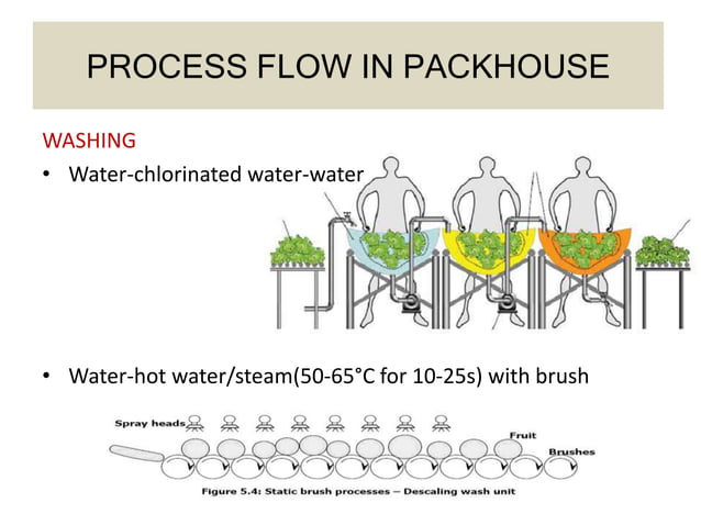 Design & development of Packhouses | PPTX