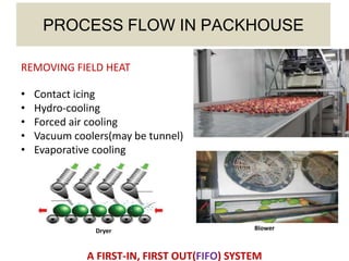 Design & development of Packhouses | PPTX