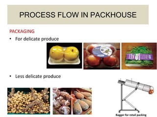 Design & development of Packhouses | PPTX