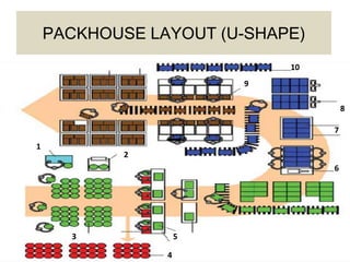Design & development of Packhouses | PPTX