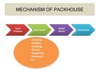 Design & development of Packhouses | PPTX