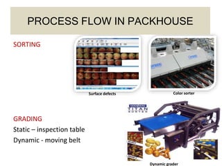 Design & development of Packhouses | PPTX