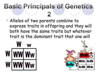Designer babies | PPT