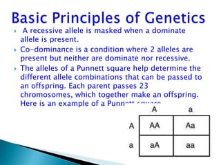 Designer Babies Final | PPTX | Parenting Babies and Toddlers | Parenting