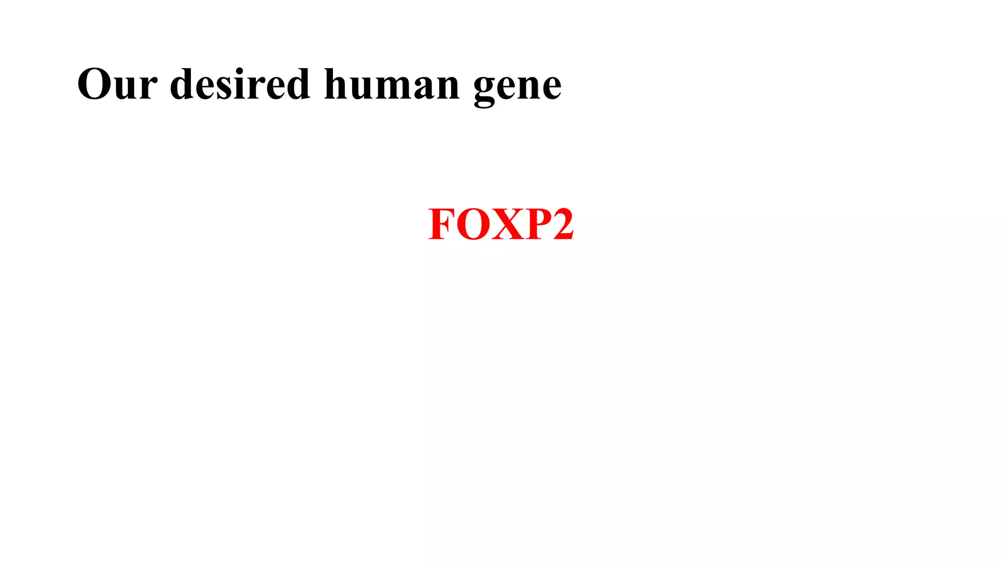 Designing of-primer-for-human-foxp2-gene | PPTX