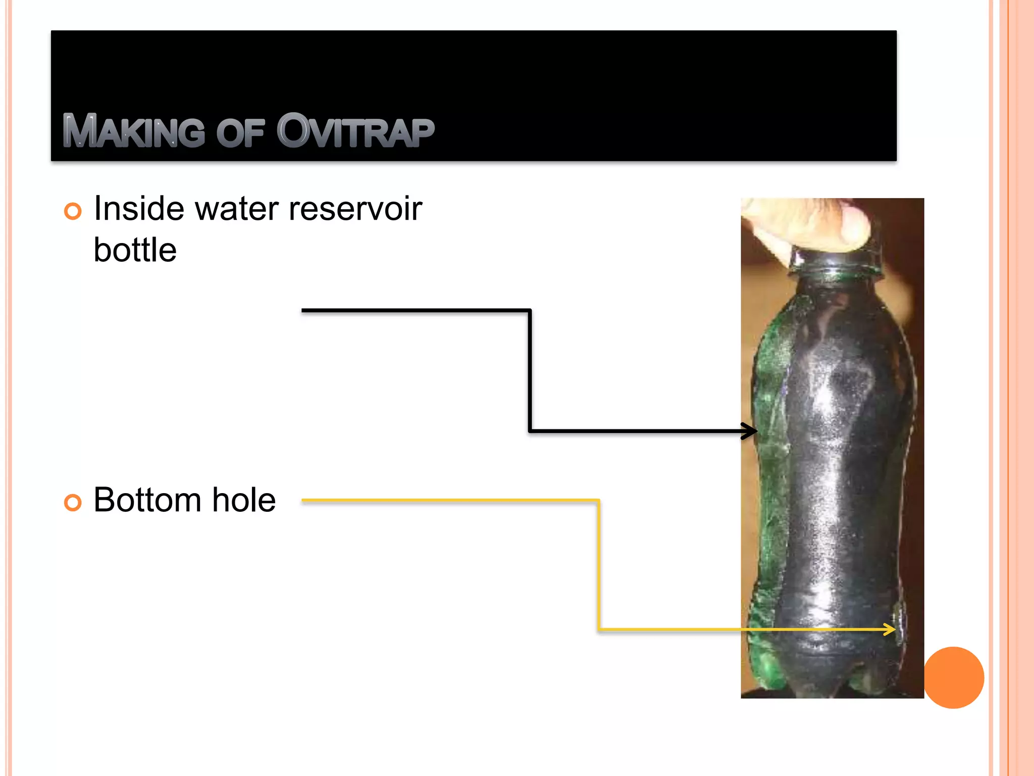 Designing Ovitrap | PPTX