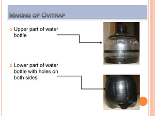 Designing Ovitrap | PPTX