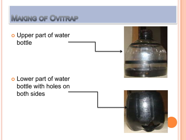 Designing Ovitrap | PPTX