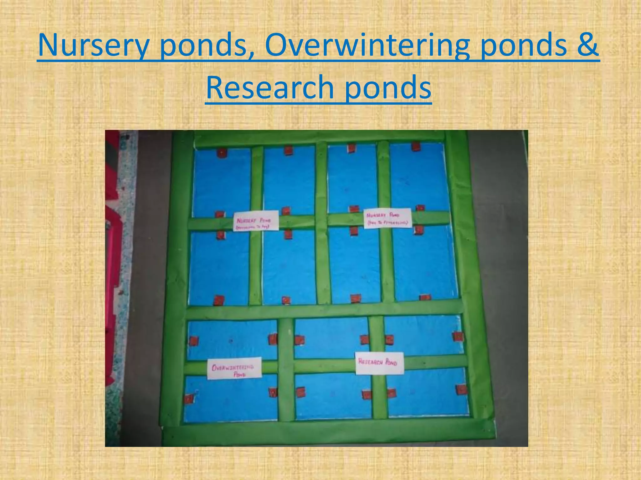 Design of a typical fish hatchery | PPTX