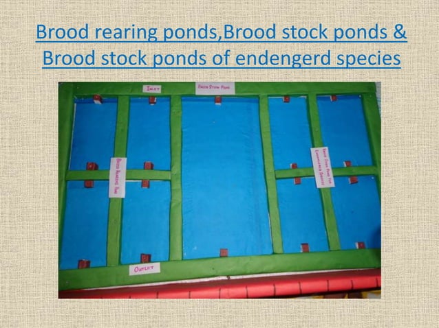 Design of a typical fish hatchery | PPTX