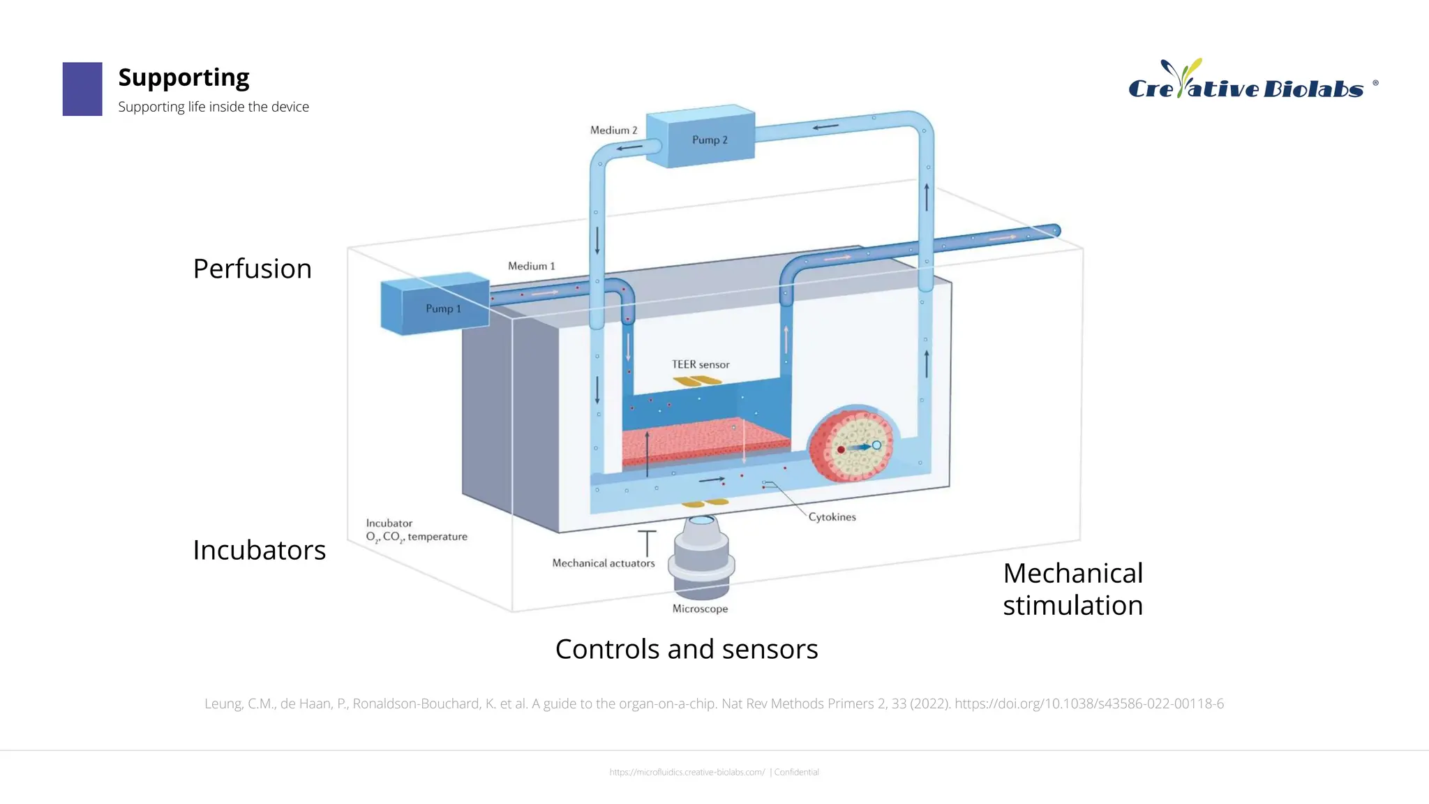 Design of Organ-On-A-Chip - Creative Biolabs.pptx