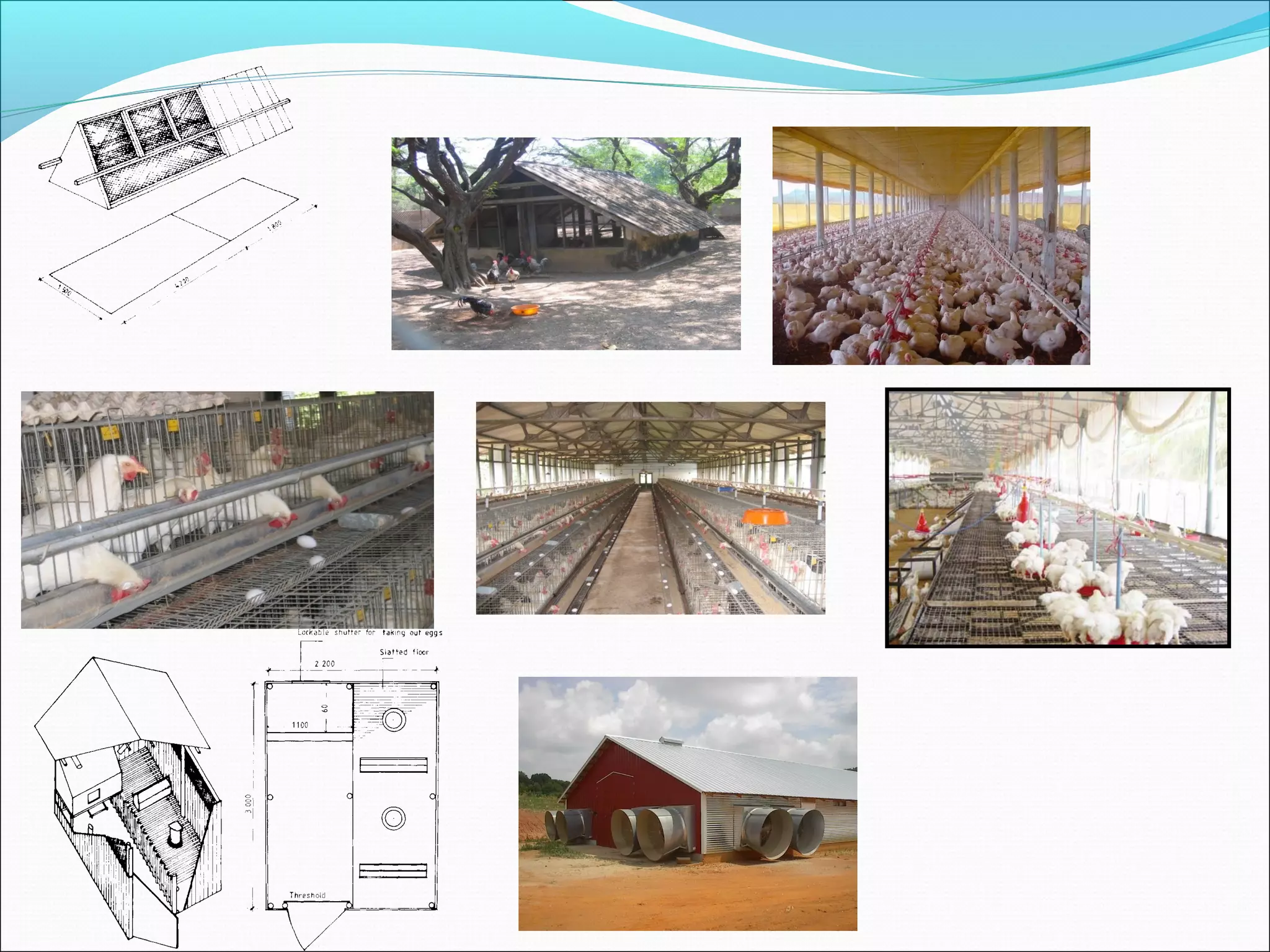 Design of poultry houses | PPT