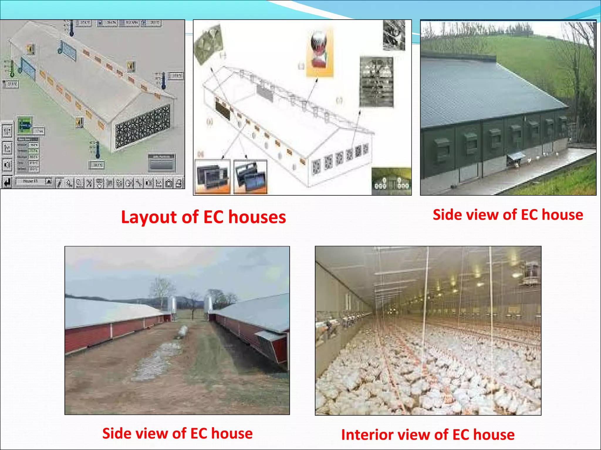 Design of poultry houses | PPT