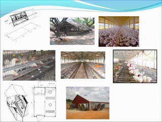 Design of poultry houses | PPT