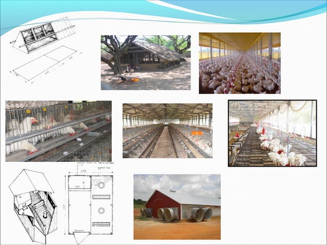 Design of poultry houses | PPT