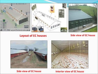 Design of poultry houses | PPT