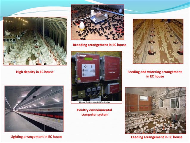 Design of poultry houses | PPT