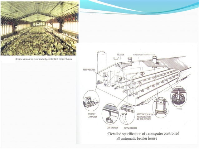 Design of poultry houses | PPT