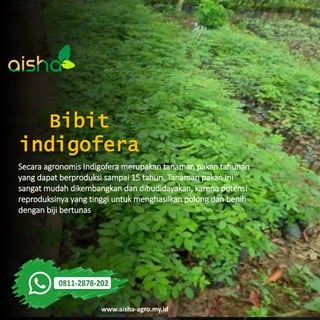 jual benih indigofera | PDF