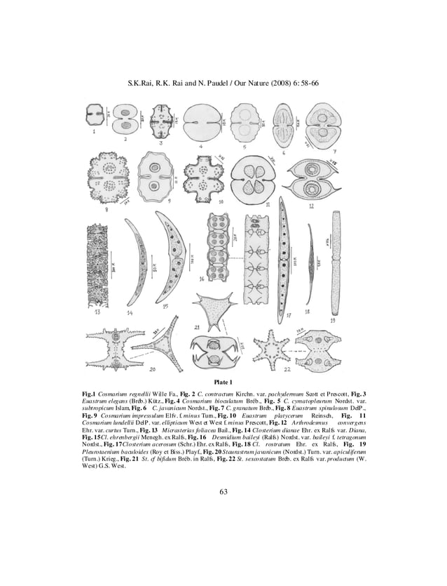 Desmids From Bees Hazar Lake, Chitwan, Nepal | PDF