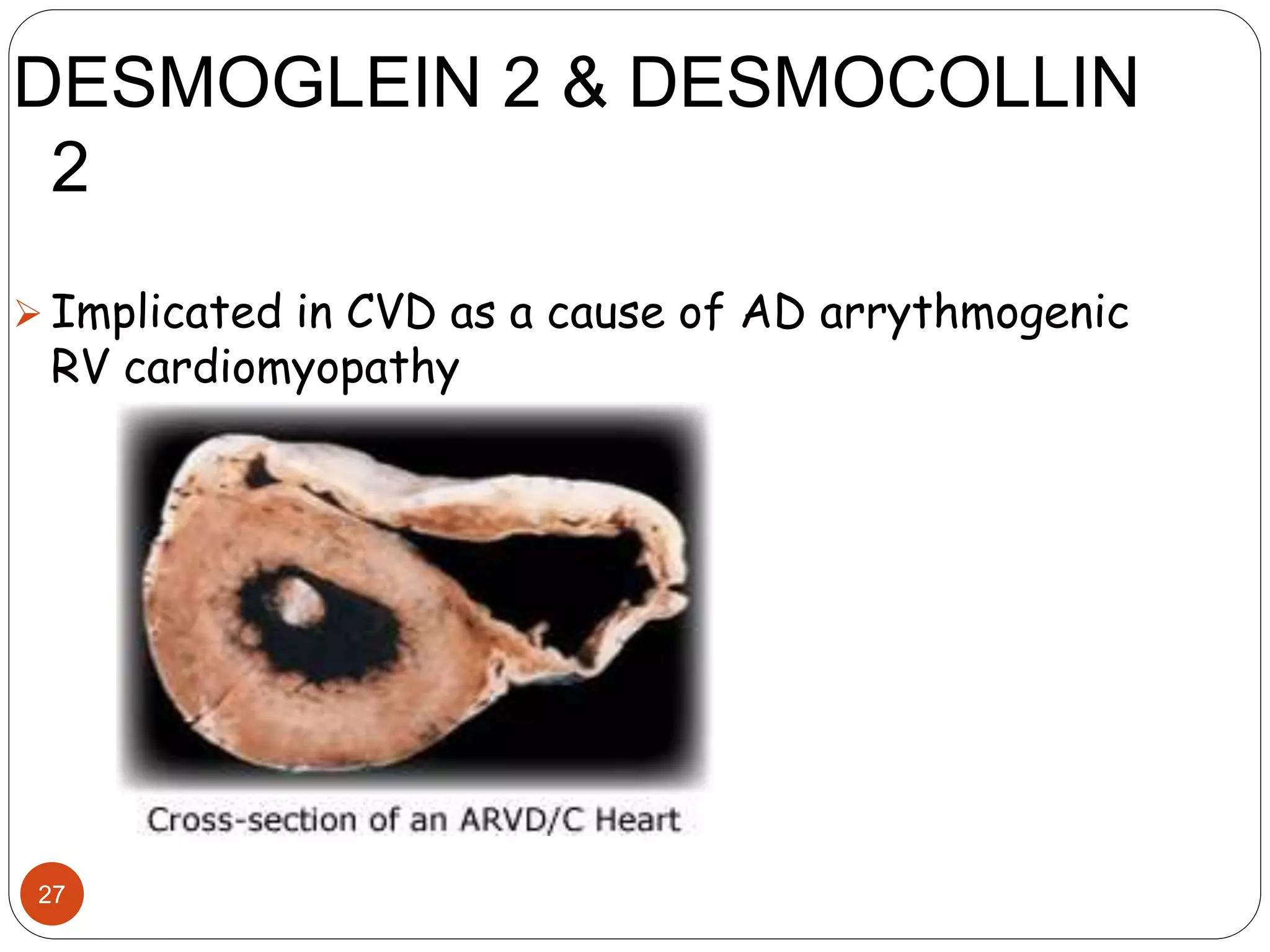 Desmosomes | PPTX