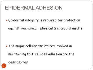 Desmosomes | PPTX