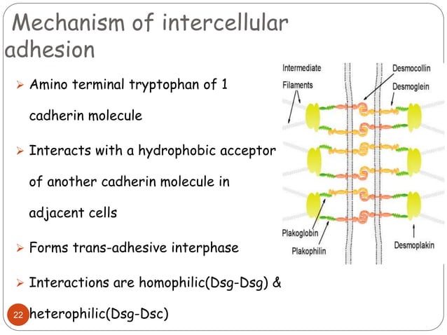 Desmosomes | PPTX | Skin and Dermatology | Diseases and Conditions