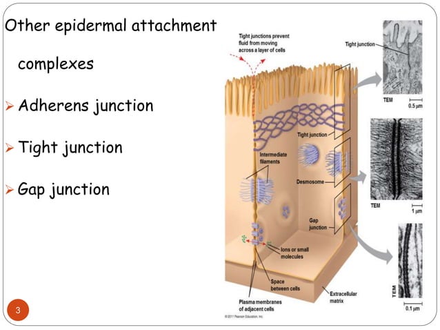 Desmosomes | PPTX | Skin and Dermatology | Diseases and Conditions