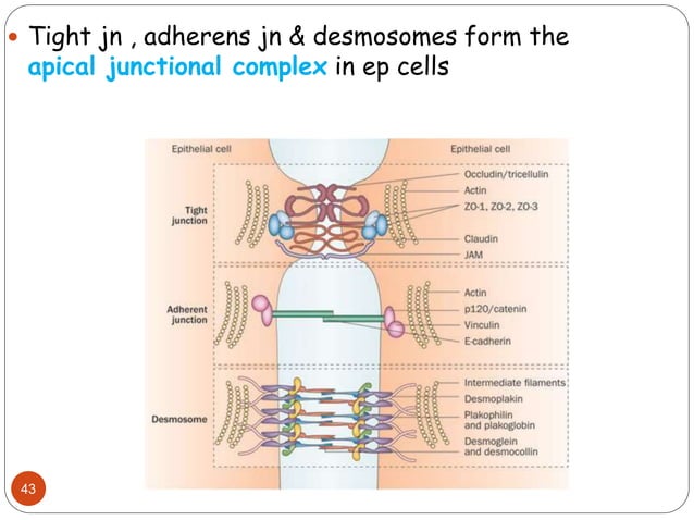 Desmosomes | PPTX | Skin and Dermatology | Diseases and Conditions