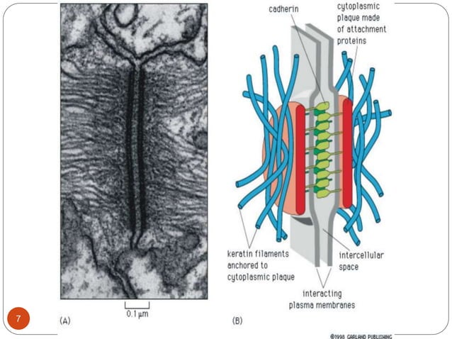 Desmosomes | PPTX | Skin and Dermatology | Diseases and Conditions