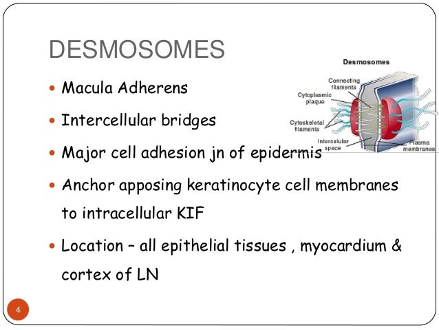 Desmosomes