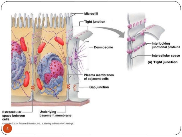 Desmosomes
