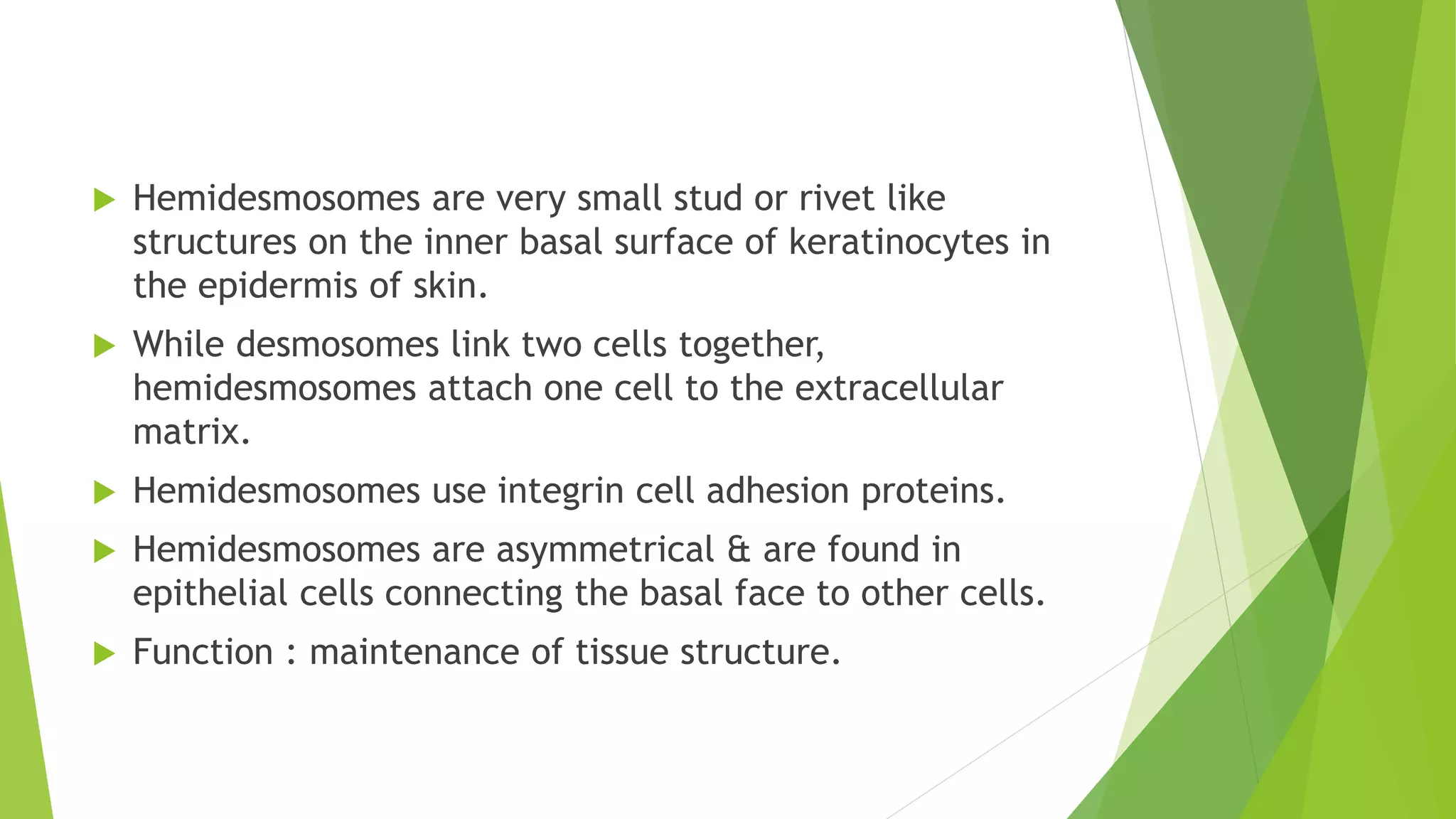 Desmosomes & hemidesmosomes | PPTX