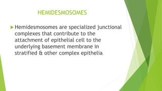 Desmosomes & hemidesmosomes | PPTX | Biological Sciences | Science