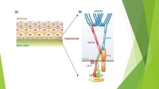 Desmosomes & hemidesmosomes | PPTX